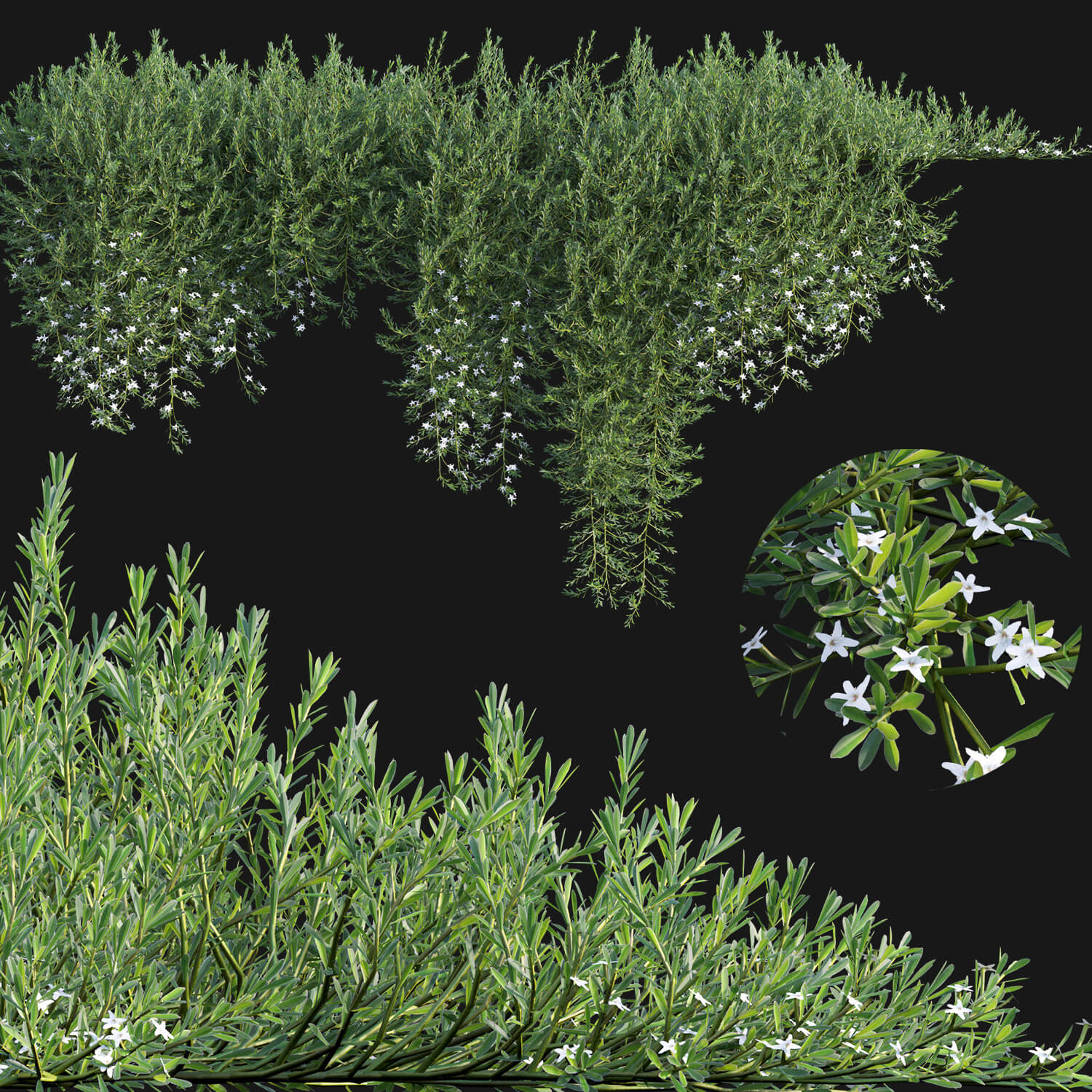 Myoporum Parvifolium – Yareena - 3D Model by 3DTree Team