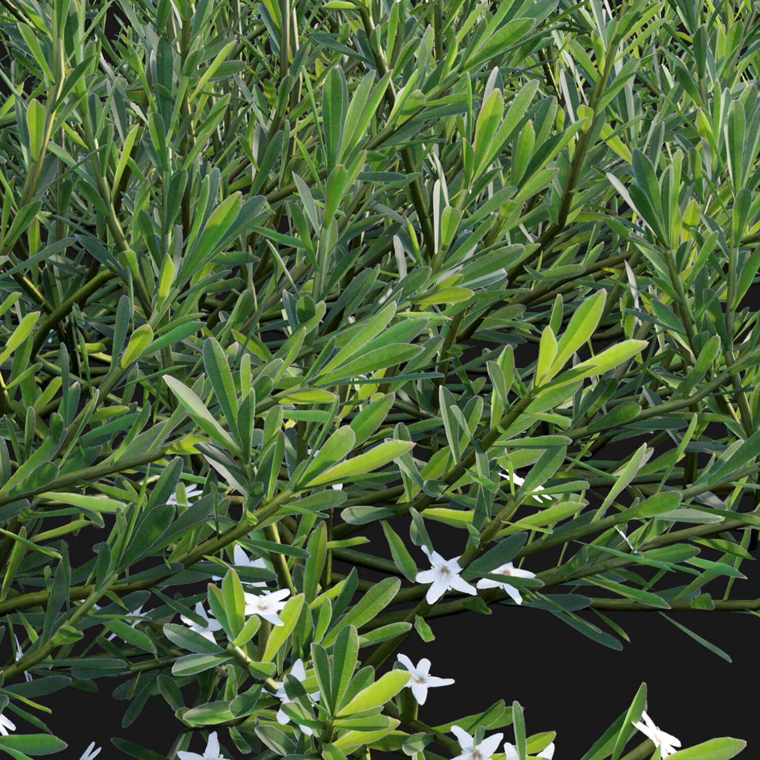 Myoporum Parvifolium – Yareena - 3D Model by 3DTree Team