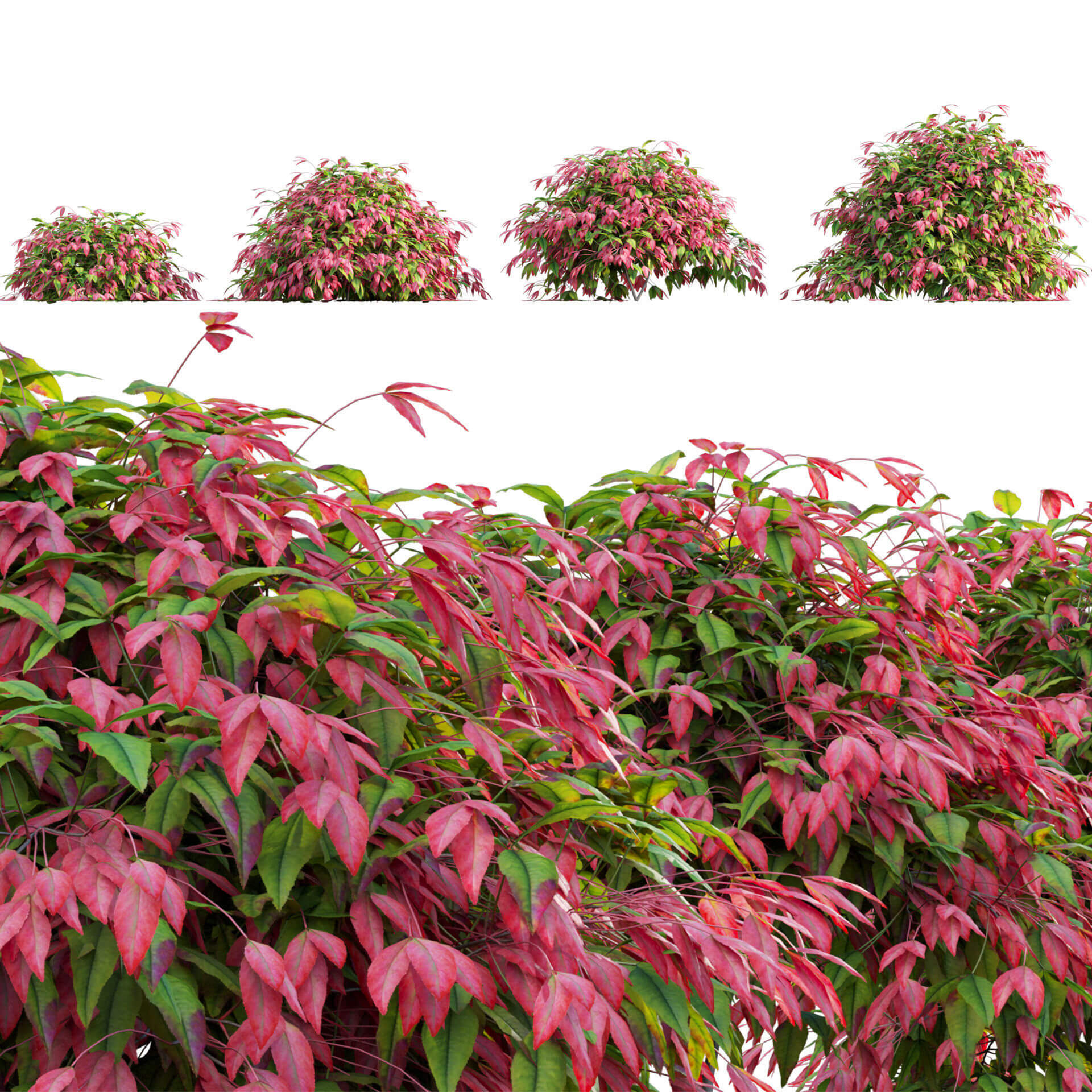 Nandina Domestica Pygmaea - Dwarf Sacred Bamboo 3D Model by 3DTree Team