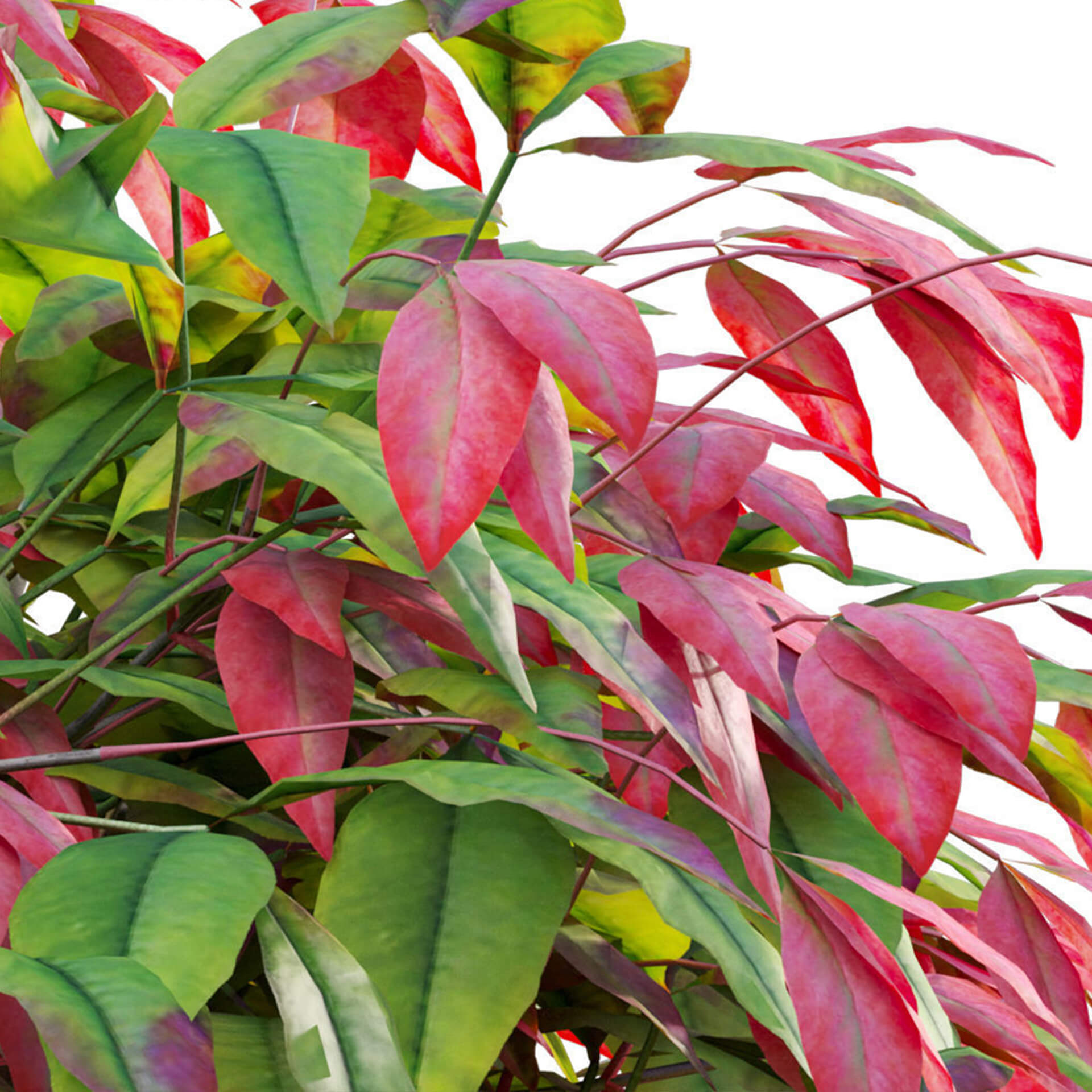 Nandina Domestica Pygmaea - Dwarf Sacred Bamboo 3D Model by 3DTree Team