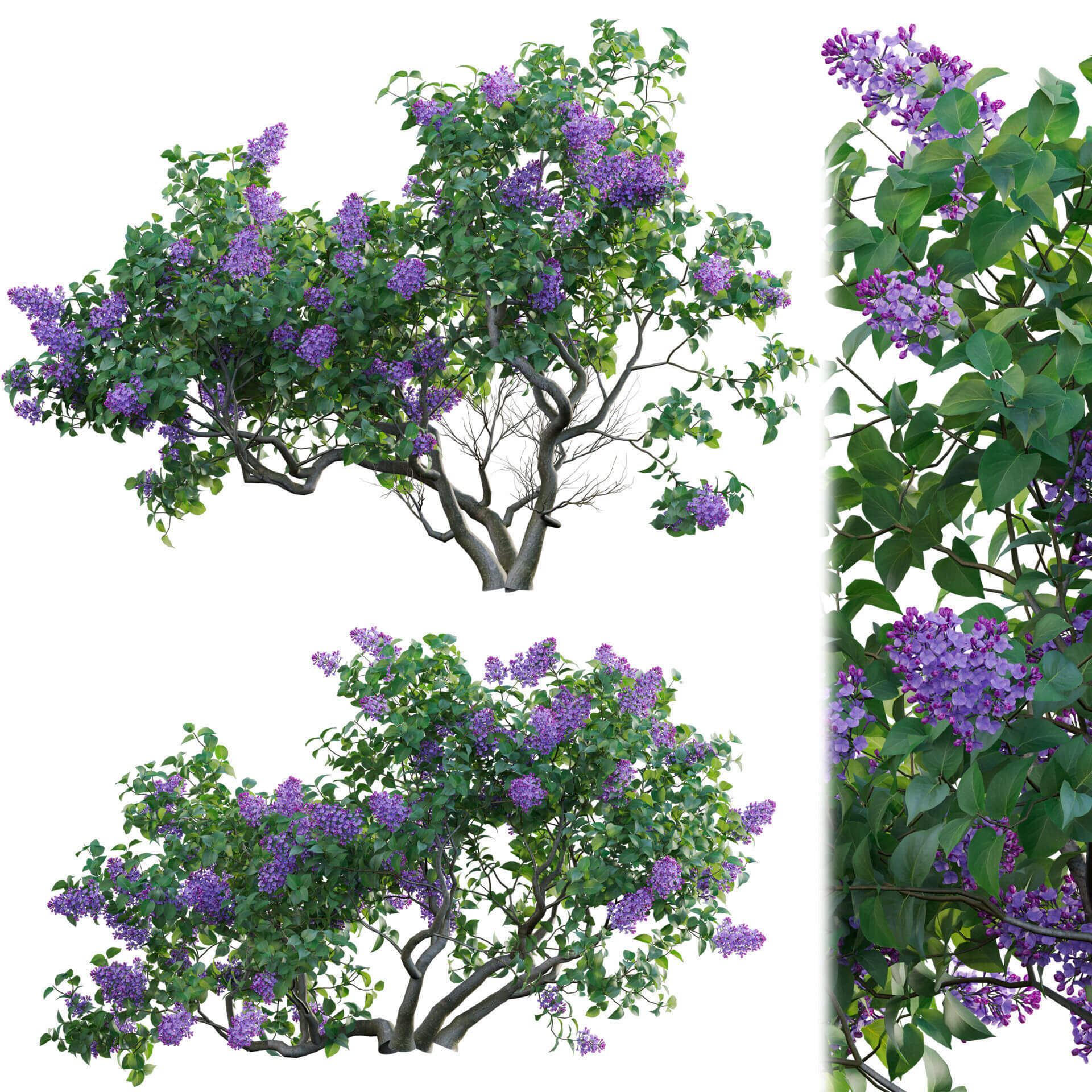 Syringa Vulgaris – Common Lilac 01 - 3D Model by 3DTree Team