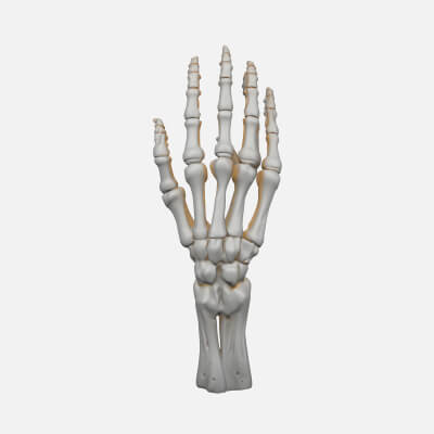 3D Articulated Skeleton Hand Candlestick Model by 7DMax