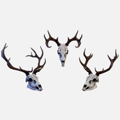 Deer Skull Collection - 3D Model by Abandoned World