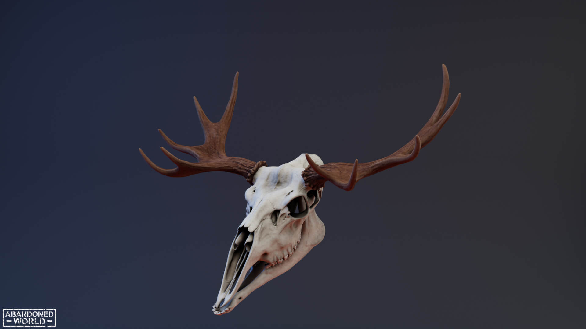 Moose Skull Collection - 3D Model by Abandoned World