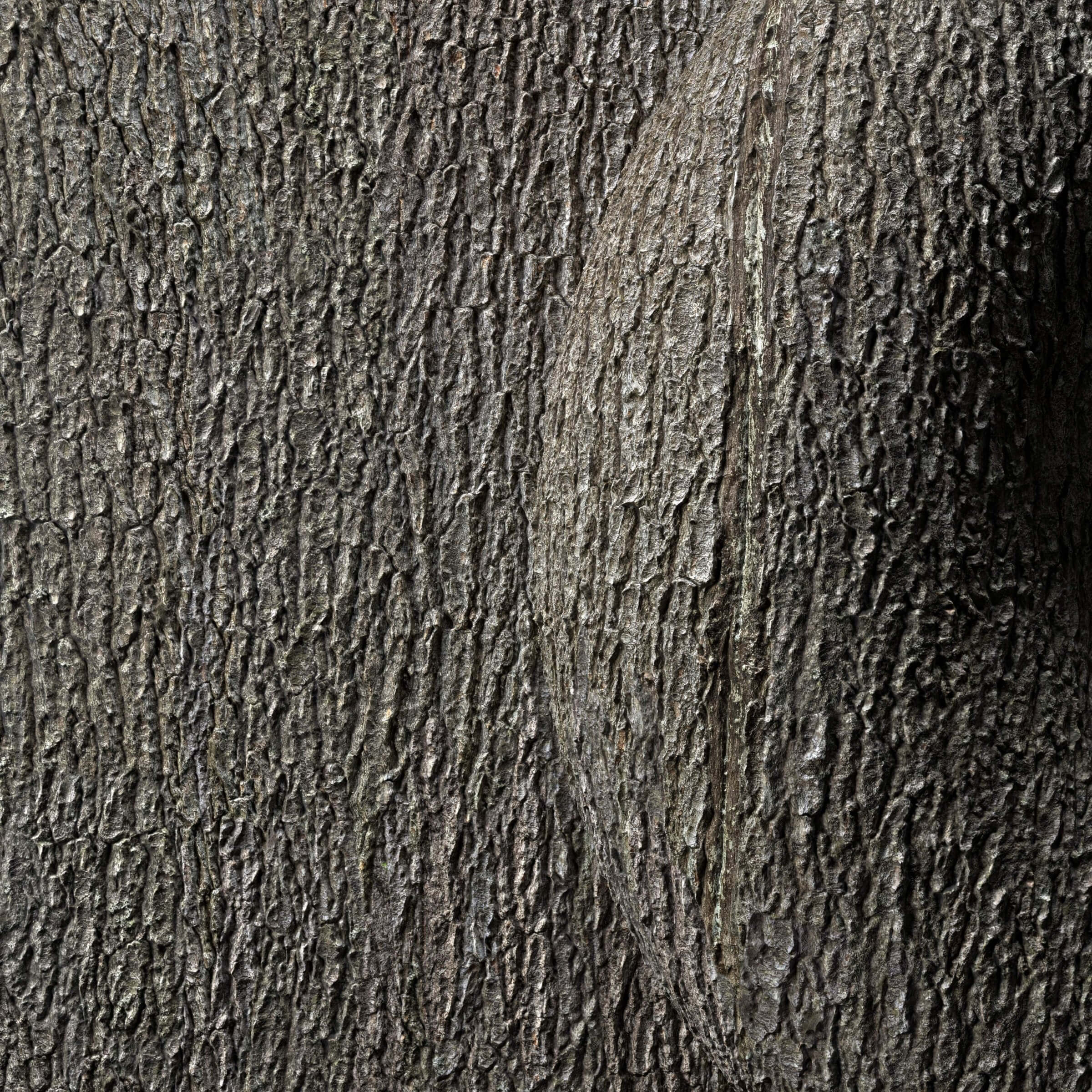 Tree Bark 01 - 8K Scan 3D Texture by abowen3d