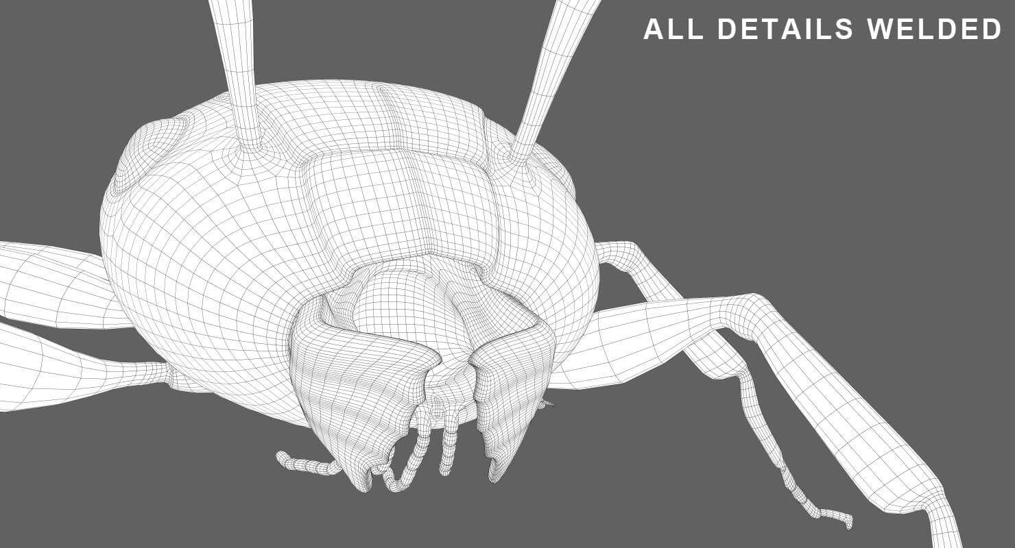 Ant - 3D Model by adriankulawik