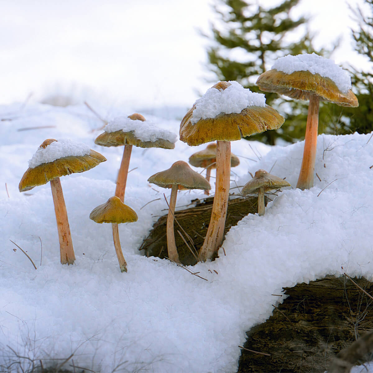 Mushrooms in Snow 3D Render, Digital Art by adriankulawik