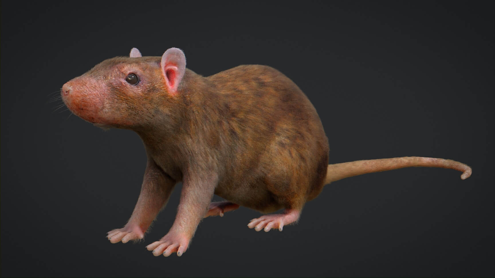 Rat - 3D Model by adriankulawik