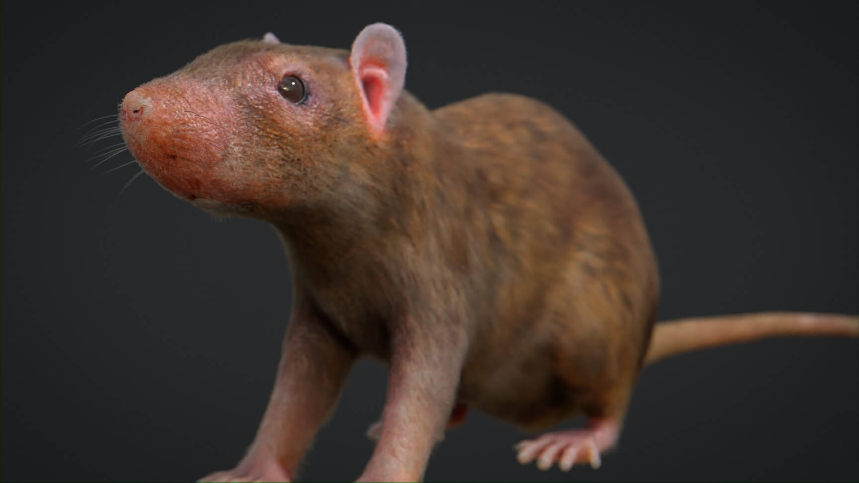 Rat - 3D Model by adriankulawik