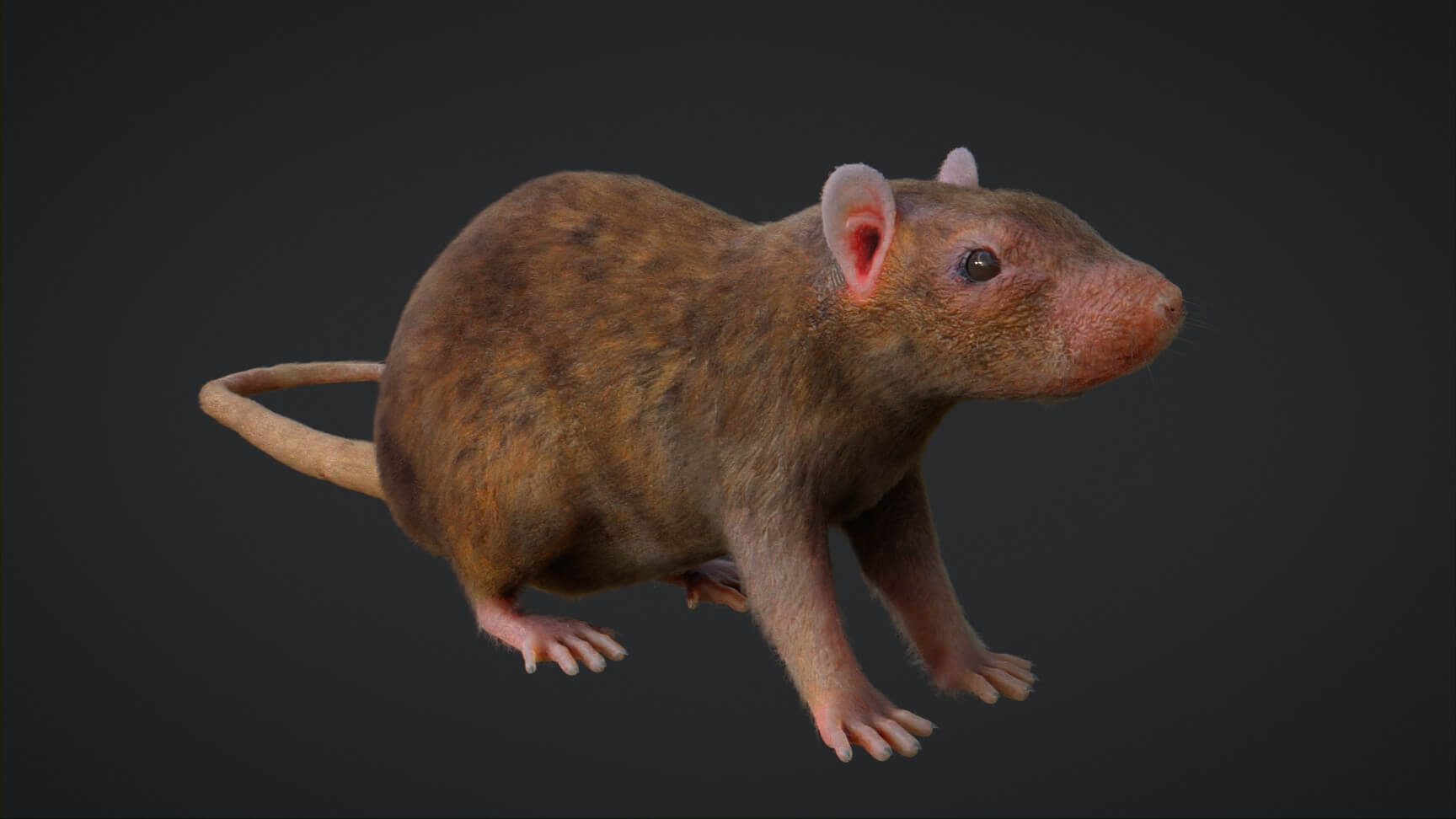 Rat - 3D Model by adriankulawik