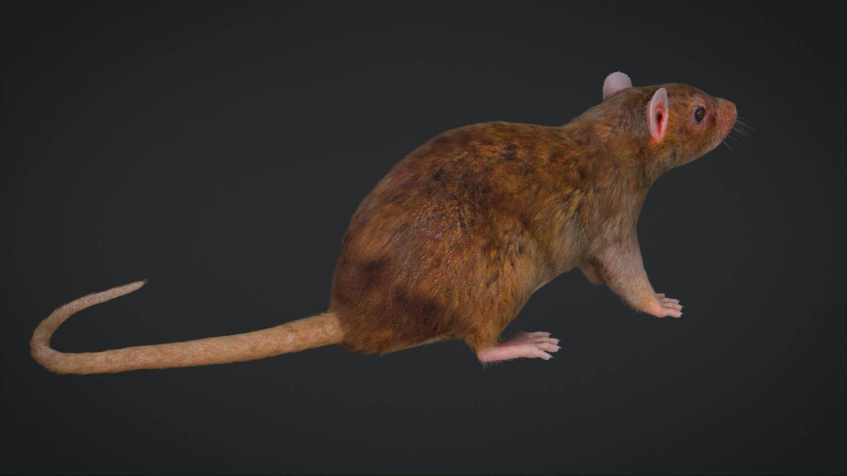 Rat - 3D Model by adriankulawik