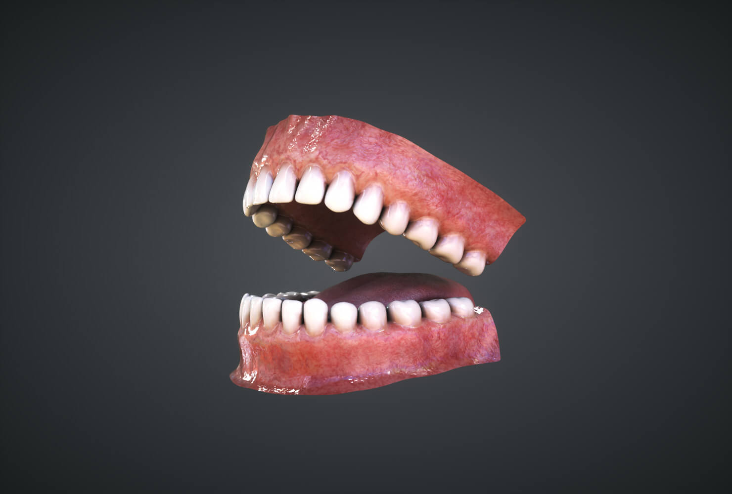 Teeth Anatomy - 3D Model by adriankulawik