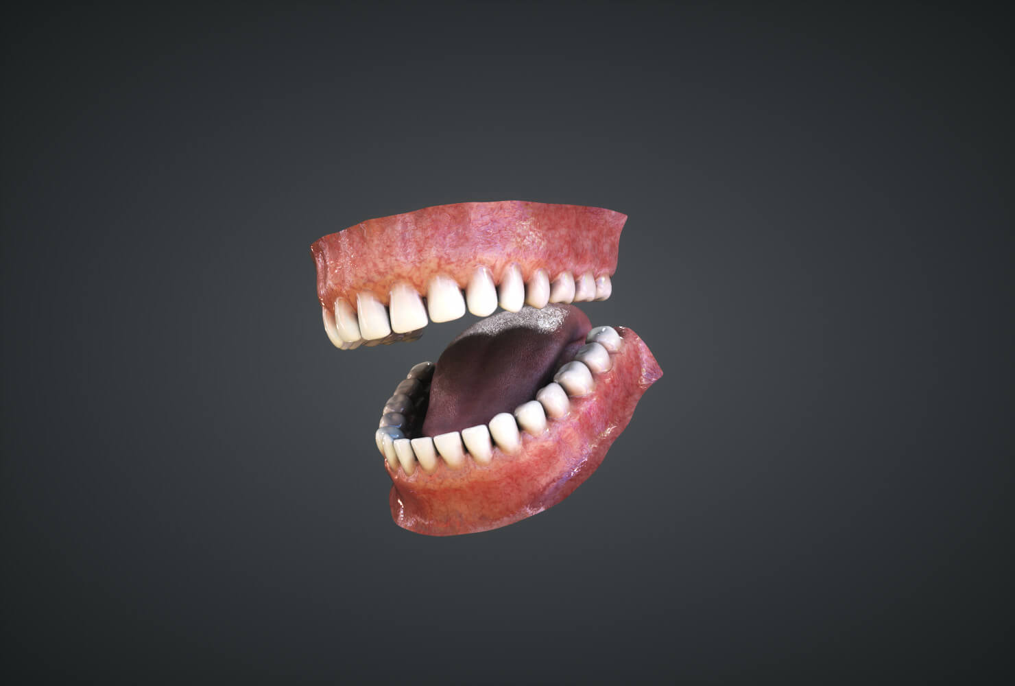 Teeth Anatomy - 3D Model by adriankulawik
