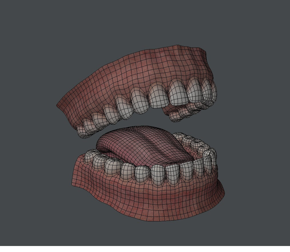 Teeth Anatomy - 3D Model by adriankulawik