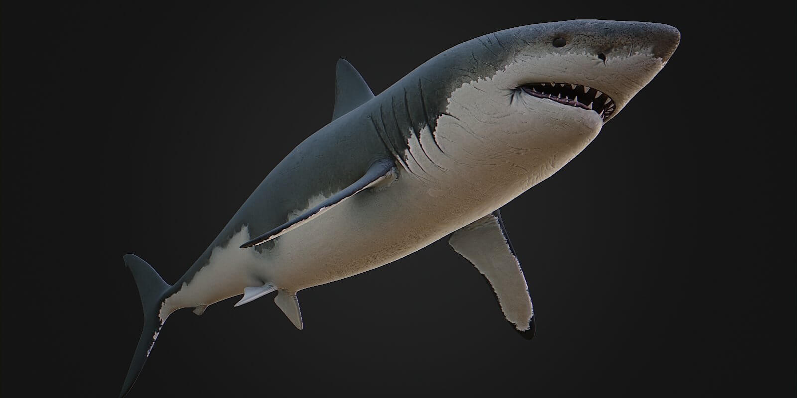 White Shark - 3D Model by adriankulawik