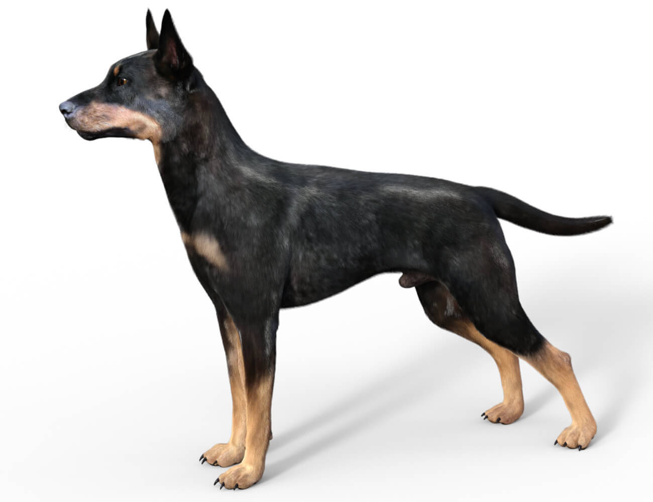 Poses for Doberman Standalone - Daz Content by Aesli