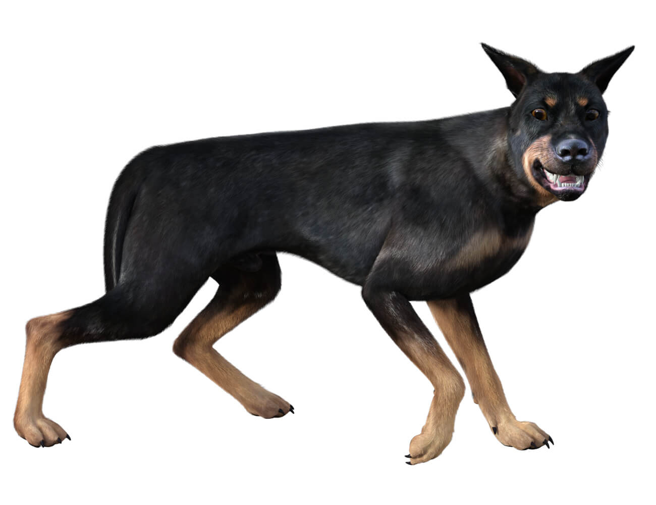 Poses for Doberman Standalone - Daz Content by Aesli