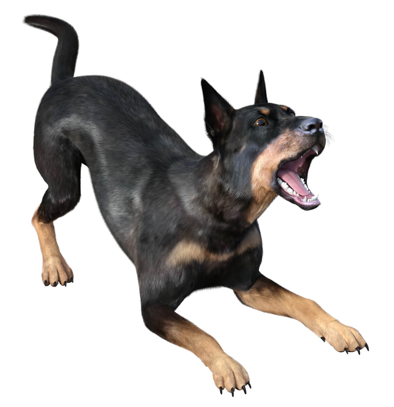 Poses for Doberman Standalone - Daz Content by Aesli