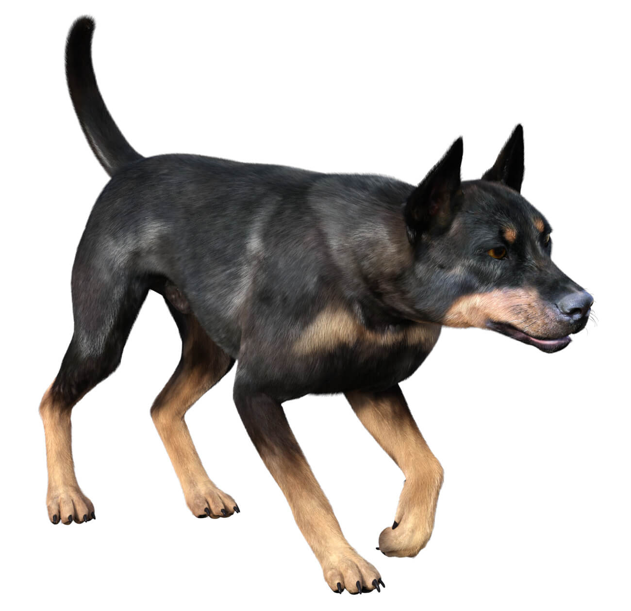 Poses for Doberman Standalone - Daz Content by Aesli
