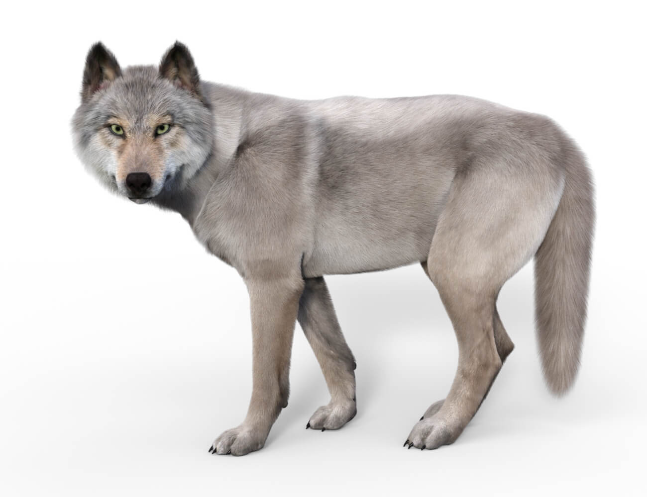 Poses for Wolf Standalone Figure - Daz Content by Aesli