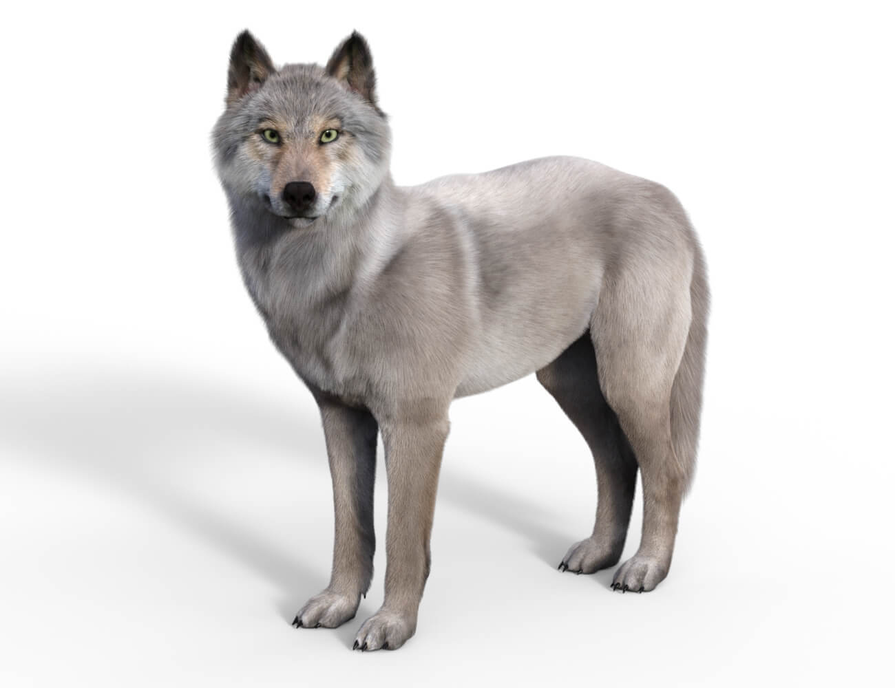 Poses for Wolf Standalone Figure - Daz Content by Aesli