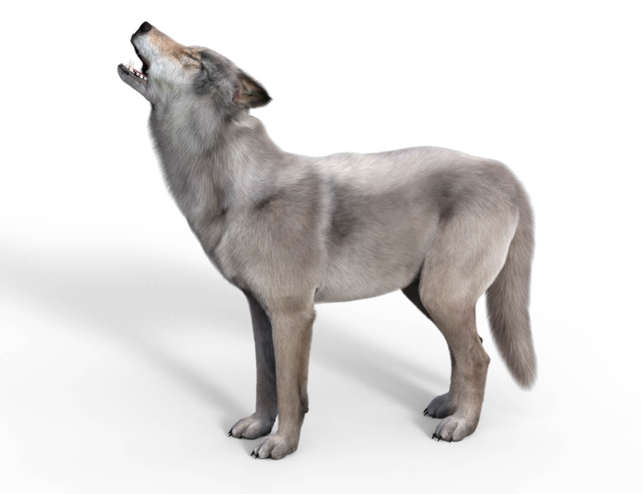 Poses for Wolf Standalone Figure - Daz Content by Aesli