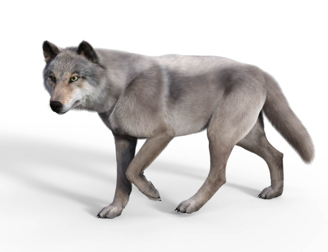 Poses for Wolf Standalone Figure - Daz Content by Aesli