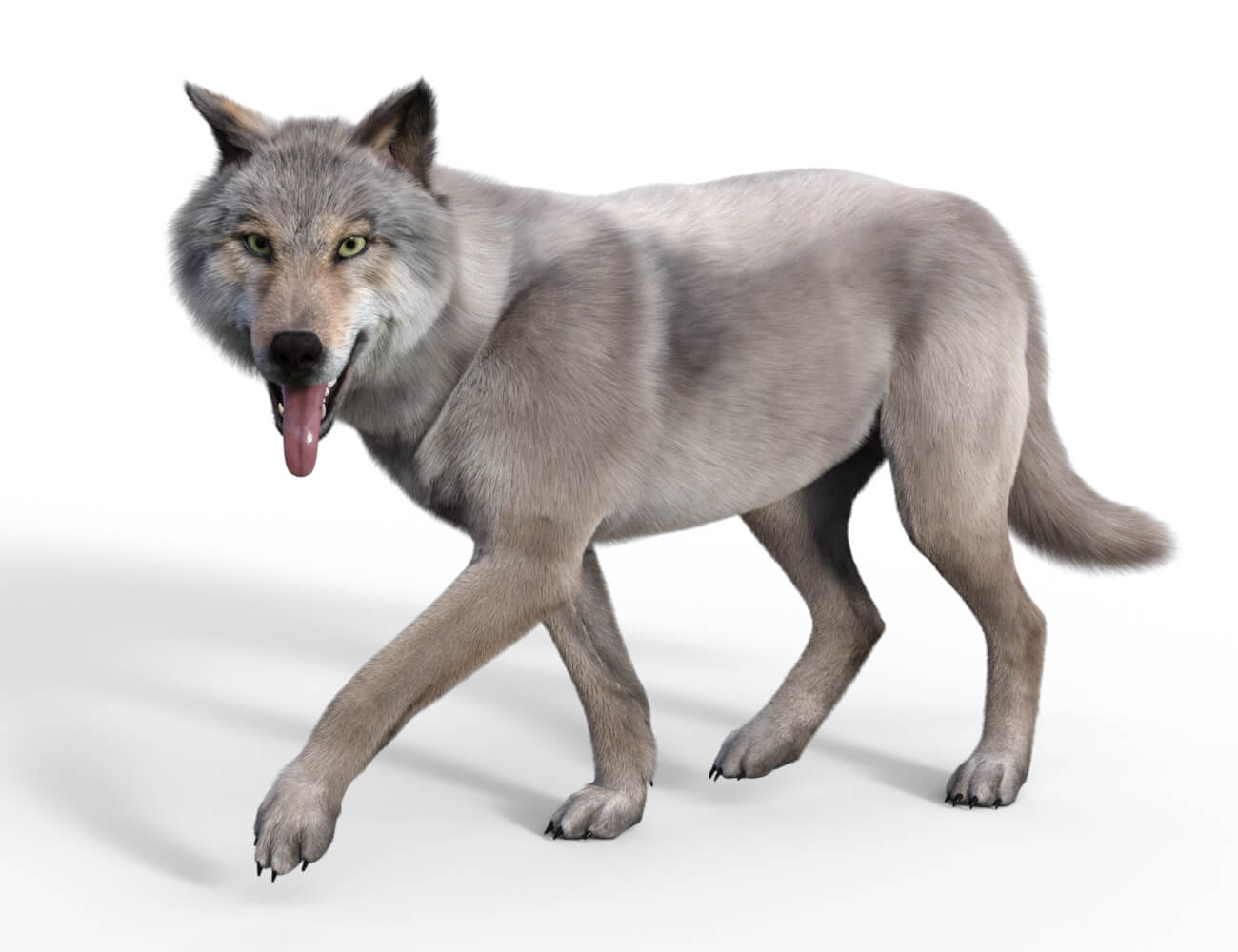 Poses for Wolf Standalone Figure - Daz Content by Aesli