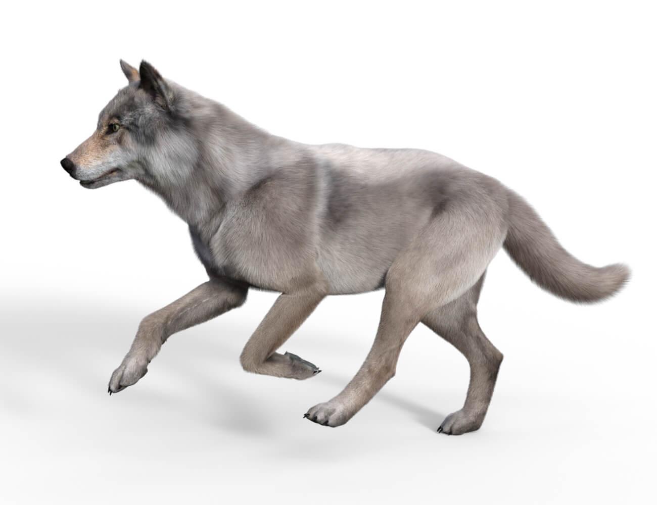 Poses for Wolf Standalone Figure - Daz Content by Aesli