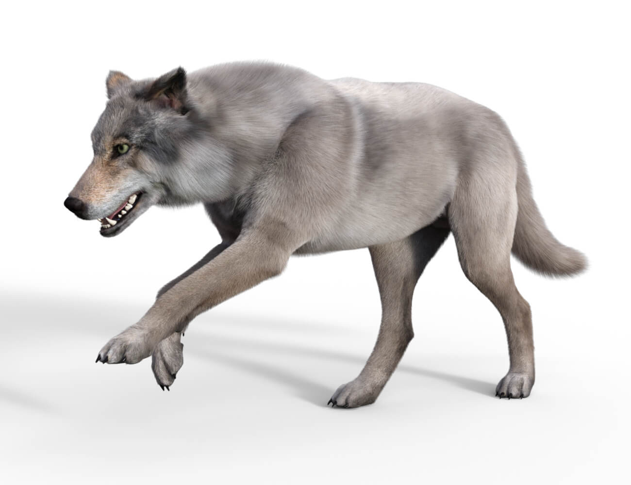 Poses for Wolf Standalone Figure - Daz Content by Aesli