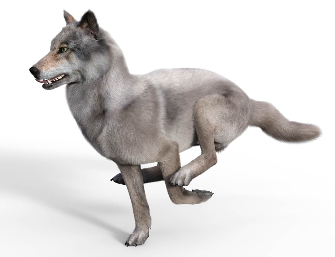 Poses for Wolf Standalone Figure - Daz Content by Aesli