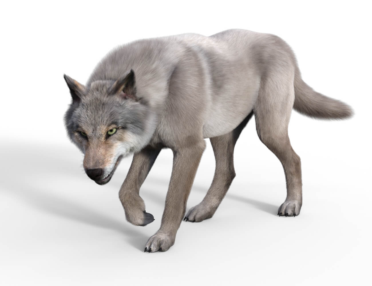 Poses for Wolf Standalone Figure - Daz Content by Aesli