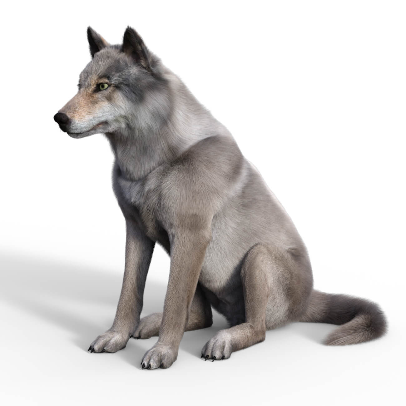 Poses for Wolf Standalone Figure - Daz Content by Aesli