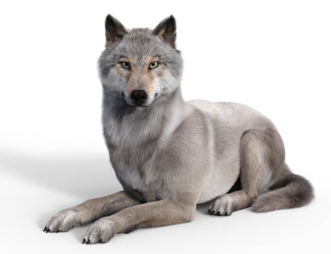 Poses for Wolf Standalone Figure - Daz Content by Aesli