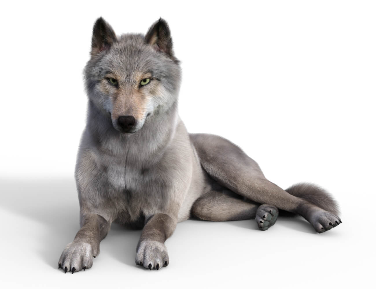 Poses for Wolf Standalone Figure - Daz Content by Aesli