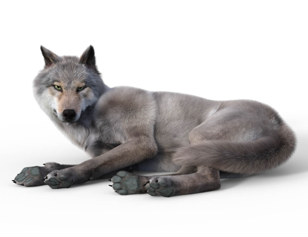 Poses for Wolf Standalone Figure - Daz Content by Aesli