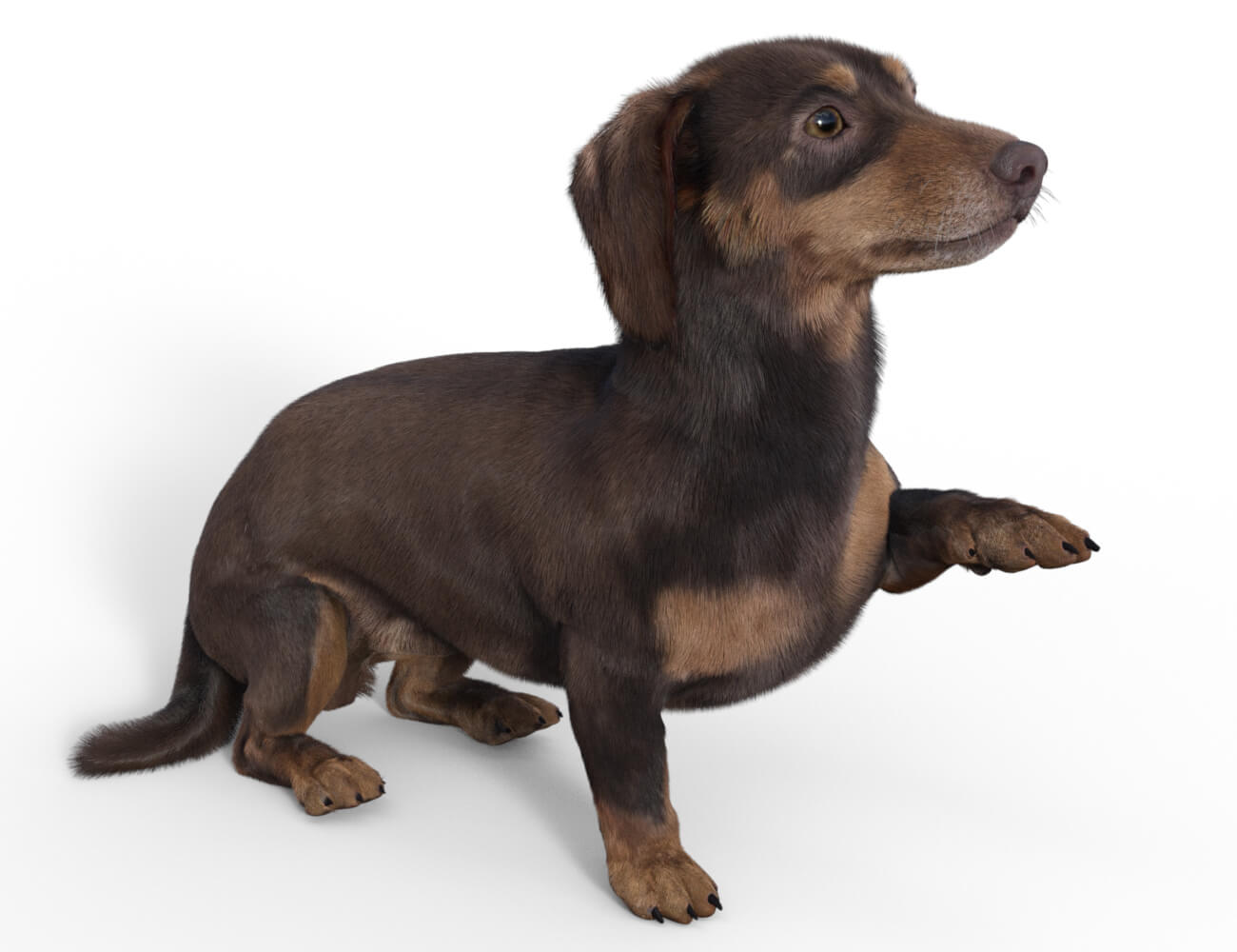 Sixteen Dachshund Poses - Daz Content by Aesli