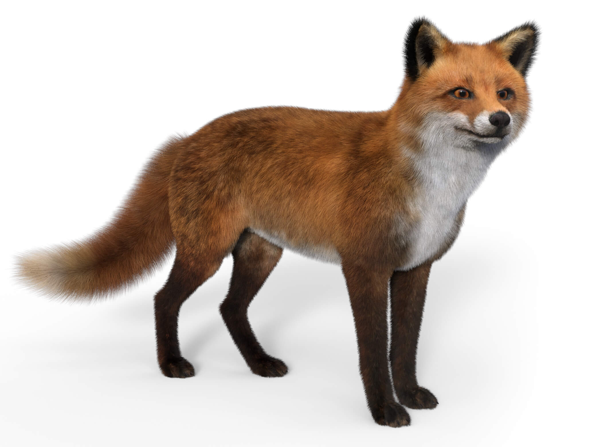 Sixteen Fox Poses - Daz Content by Aesli