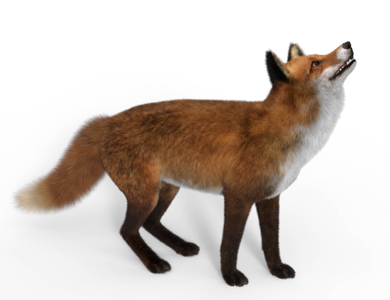 Sixteen Fox Poses - Daz Content by Aesli