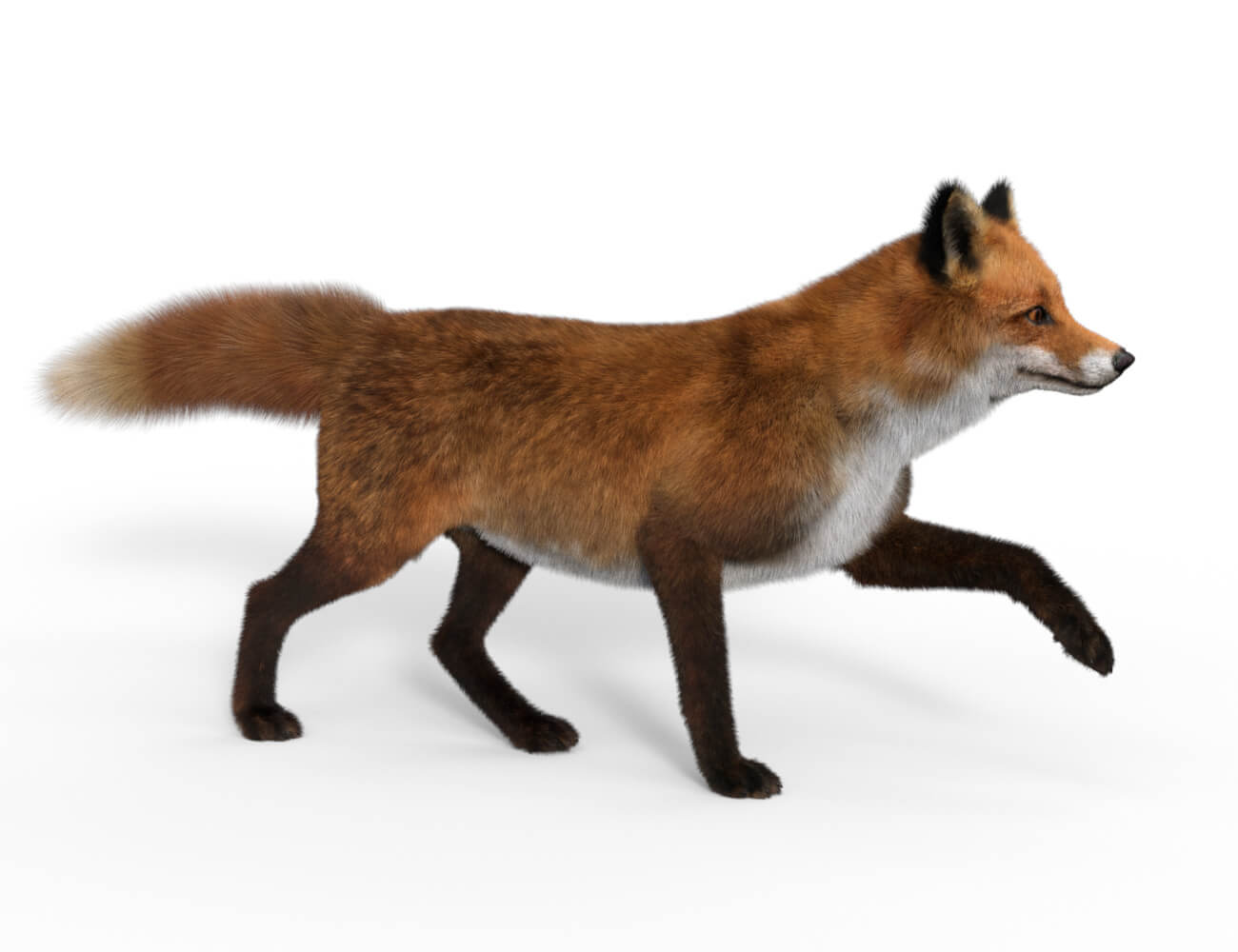 Sixteen Fox Poses - Daz Content by Aesli