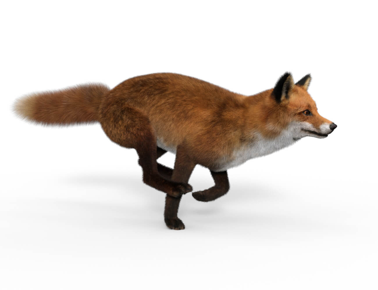 Sixteen Fox Poses - Daz Content by Aesli