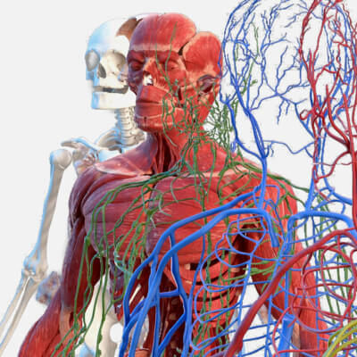 Animated Full Human Body Anatomy - 3D Model by Al-tahi