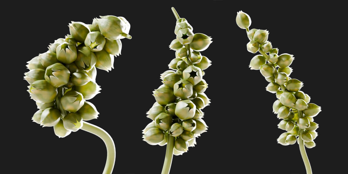 Fictional Plant - 3D Model by AlaaEddineZair