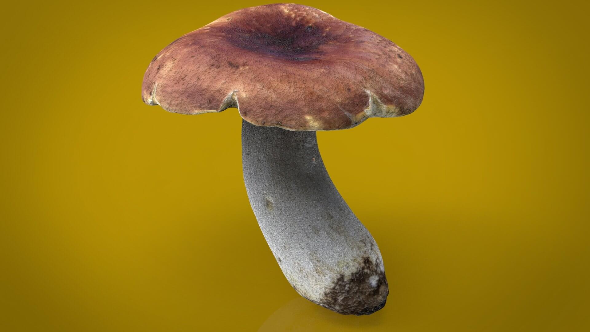 Boletus - 3D Model by alenfsl