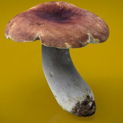 Boletus - 3D Model by alenfsl