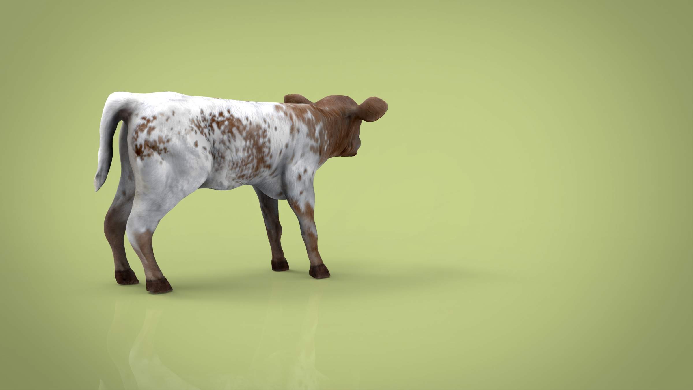 Calf - 3D Model by alenfsl