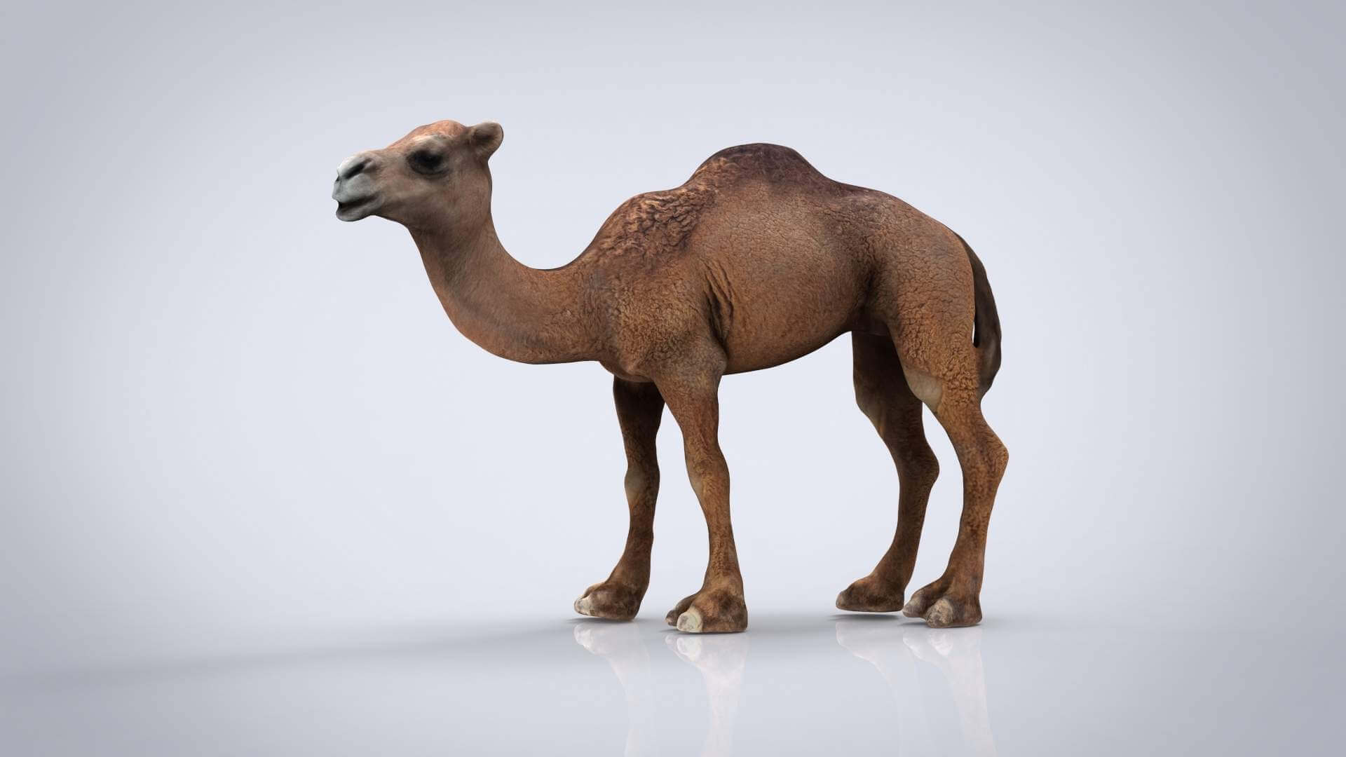 Camel - 3D Model by alenfsl