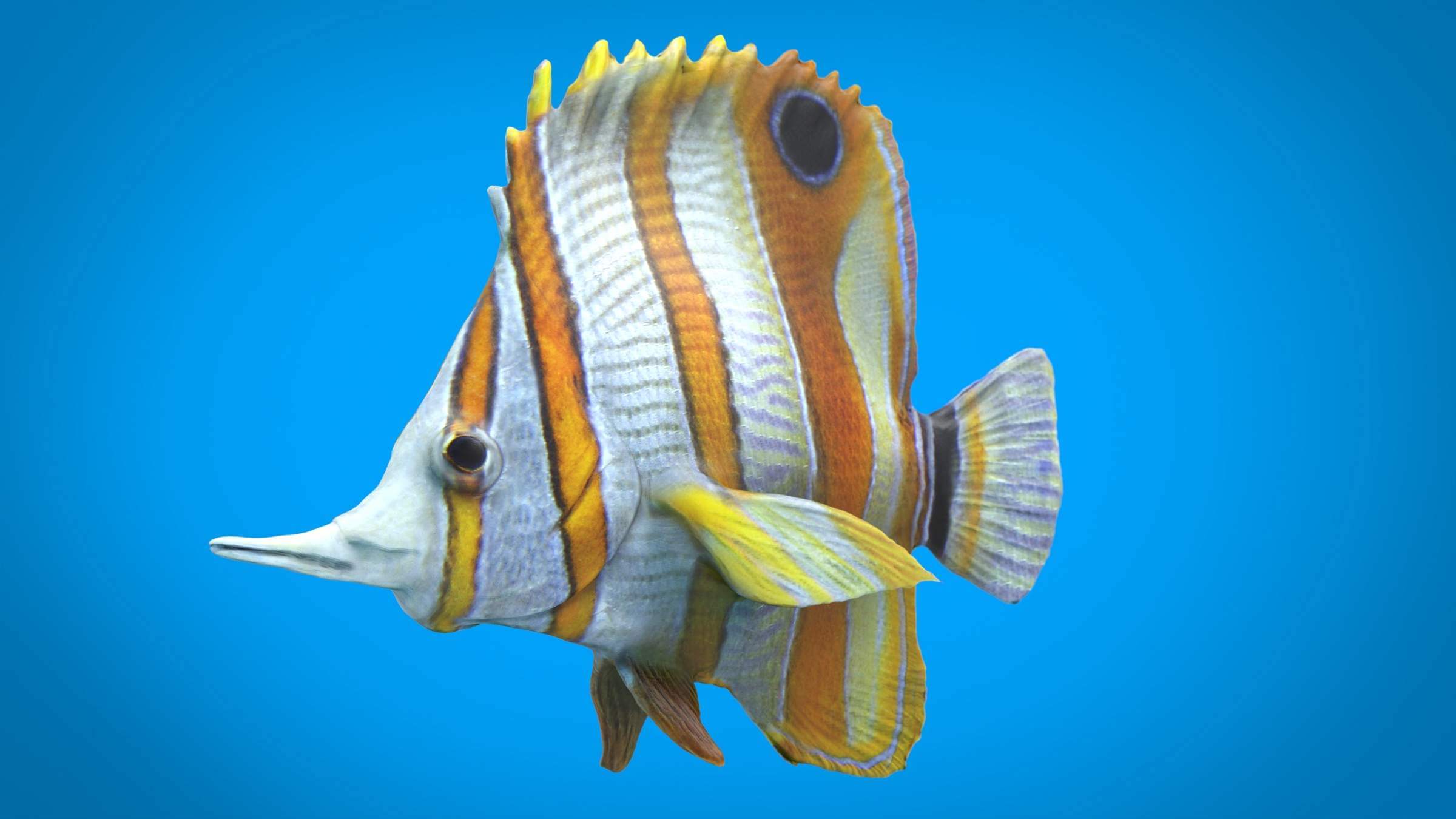 Coral Fish - 3D Model by alenfsl