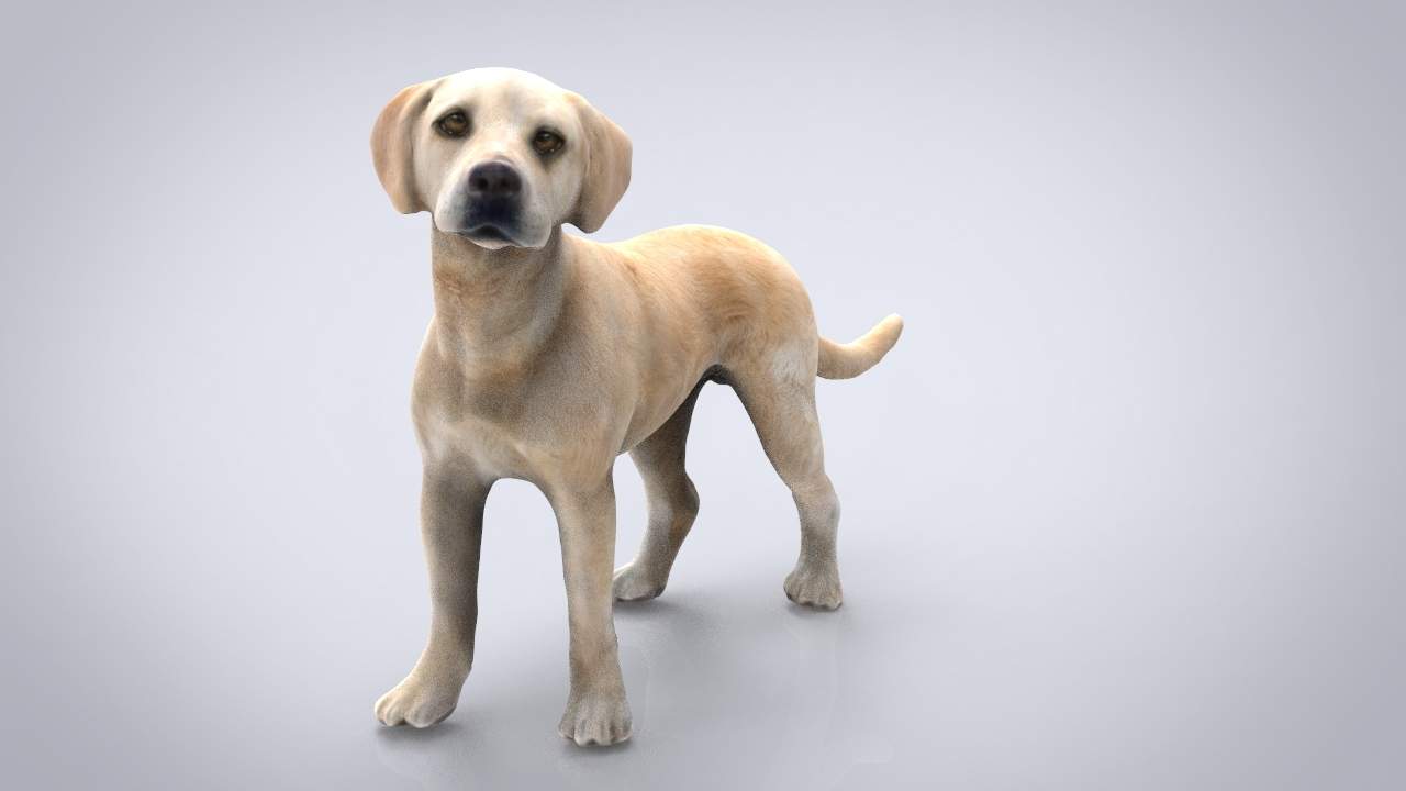 Labrador - 3D Model by alenfsl