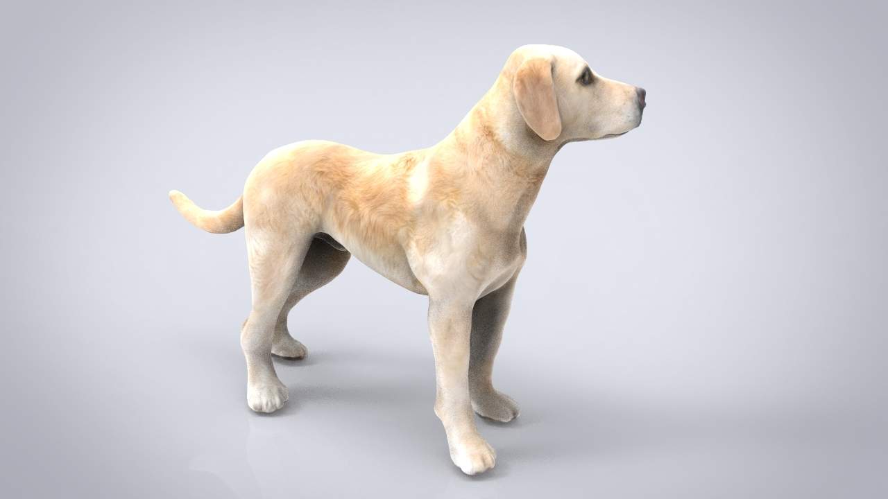 Labrador - 3D Model by alenfsl